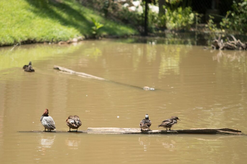 Animals – Wildlife Center - Georgia Southern University